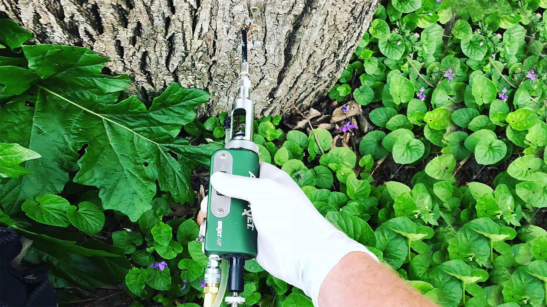 Tree Reports and Consultation | Embark Tree Services